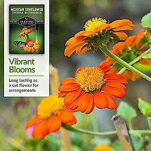 Survival Garden Seeds - Mexican Sunflower Seed for Planting - Packet with Instructions to Plant and Grow Tithonia Rotundifolia in Your Home Vegetable or Flower Garden - Non-GMO Heirloom Variety