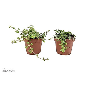 Josh's Frogs Tarantula Vivarium Bioactive Plant Kit (3x3x6 Terrarium)