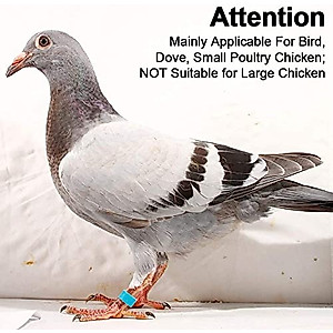 ZBOYZ 2023 Pigeon Ring/Dove Rings Multicolor Aluminium Pigeon Leg Rings Dove Leg Rings Identify Bands Plastic with 100 AU Training Identify Birds Foot Ring, Quality Durable Bird Toys (AU, Blue)