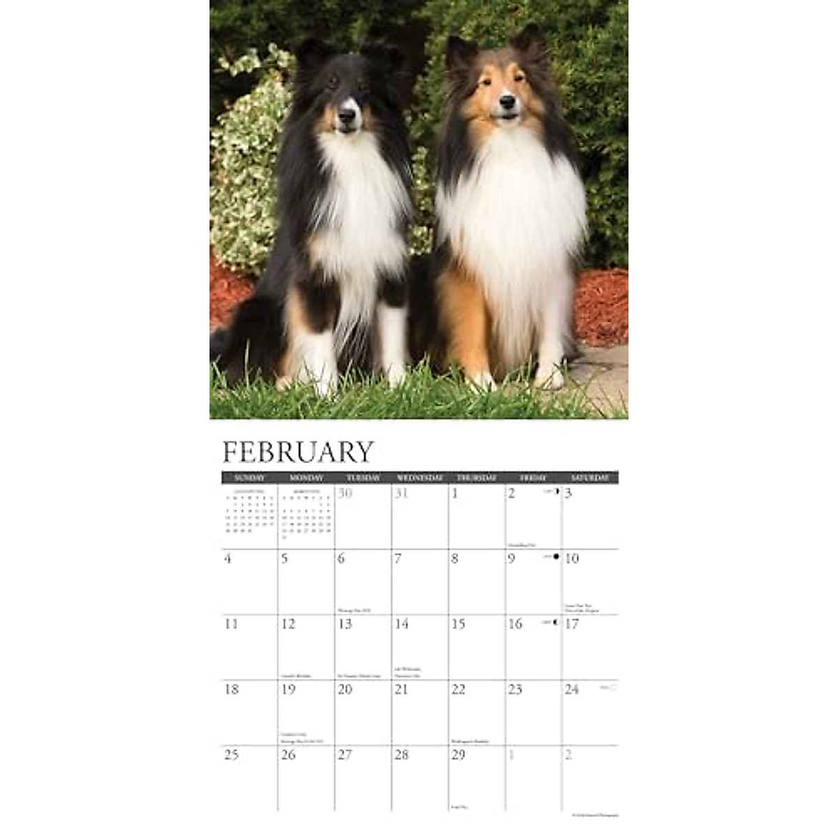 Willow Creek Press Shelties Monthly 2024 Wall Calendar (12" x 12")