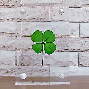 Clovers Online Genuine Preserved Four Leaf Clover Suspended in a Modern Minimalistic Clear Thick Acrylic Free Standing Block Frame for Tabletop or Desktop Decor