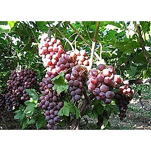 zellajake 30pcs Grape Vine Seeds Sweet Fruit Seed Succulent Plants Indoor Bonsai