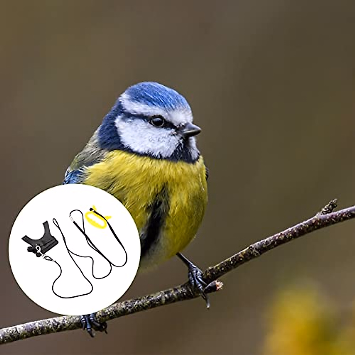 STOBOK Parrot Bird Harness Leash Adjustable Bird Flying Harness Traction Rope for Parrots Pigeons Budgerigar Lovebird Cockatiel Mynah Outdoor