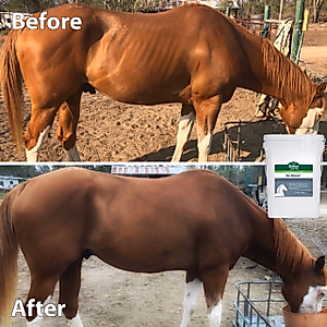 Stance Equitec Re Move - Horse Supplements That Support The Body's Normal Process to Remove Ingested Toxins, Contains Probiotics - 8.8 lb