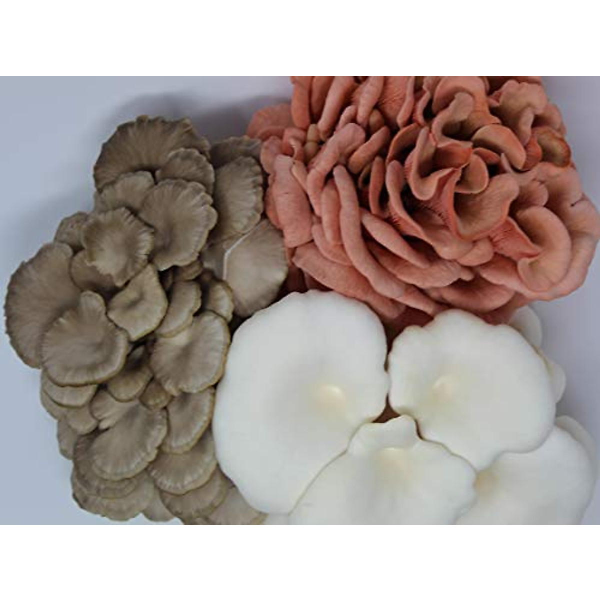 Forest Origins Specialty Trio Oyster Mushroom Grow Kit 3-Pack Variety - Beginner Friendly & Easy to Use, Grows in 10 Days | Handmade in California, USA | Top Gardening Gift, Holiday Gift & Unique Gift
