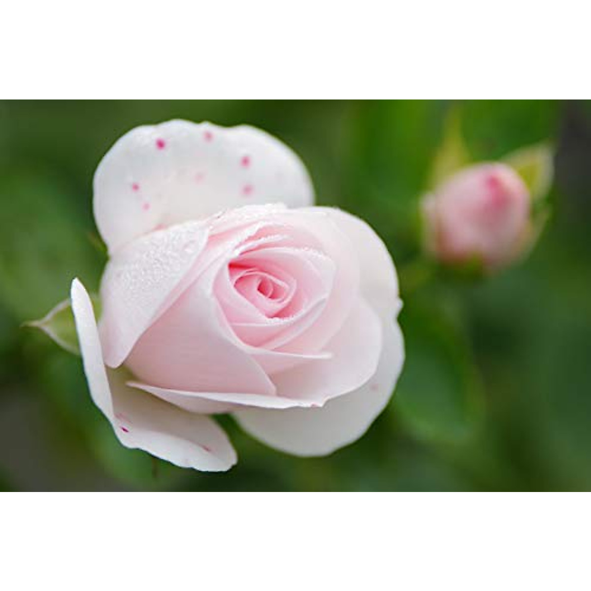 HD PENTAX-D FA 70-210mm F4ED SDM WR: Telephoto zoom lens for DSLR cameras High-performance while maintaing constant f/4 aperture Weather-resistant construction min. focusing distance of 0.95 meters