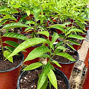 CHUXAY GARDEN Annona Cherimola-Cherimoya,Custard Apple,Sugar Apple Tree 5 Seeds Survival Gear Food Seeds Vegetables Fruit Survival kit Gardening Gifts