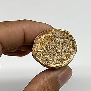 24.9g, 1.8"x1.1"x1" Fossil Mosasaur Tooth Reptiles, Cretaceous from Morocco,B12813