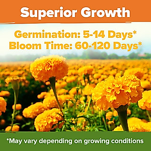 HOME GROWN Crackerjack Marigold Seeds | 4.25oz / 35,000 Flower Seeds Planting Outdoor | Large Bulk Pack | Non-GMO, High Germination, USA Sourced Wildflower Seeds | Companion Planting