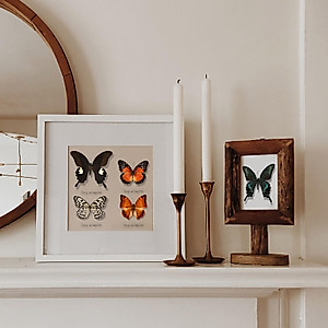 WTUAWB 6 Pcs Real Butterfly Specimen - Taxidermy Butterfly DIY Creative Production, Taxidermy Animals for Framed Butterfly Shadow Box (Random)