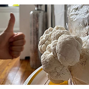 Mushroom Man LLC, Lion's Mane Mushroom Kit