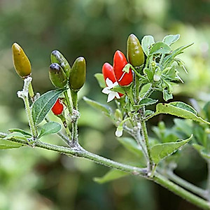 KVITER Tiny brilliantly red Chile Peppers s - They Pack a Punch! Chile Pequin Peppers(25 Seeds)