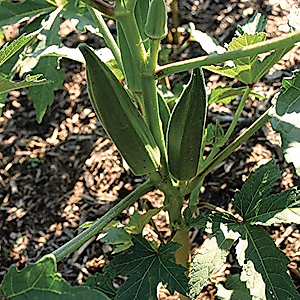 Park Seed Jambalaya Okra Seeds, Includes 30 Seeds in a Pack