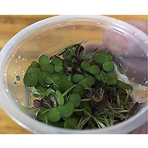 40+ Giant Duckweed (Spirodela polyrhiza) Live Floating Plants for Aquarium or Pond by TMDFishKeeping