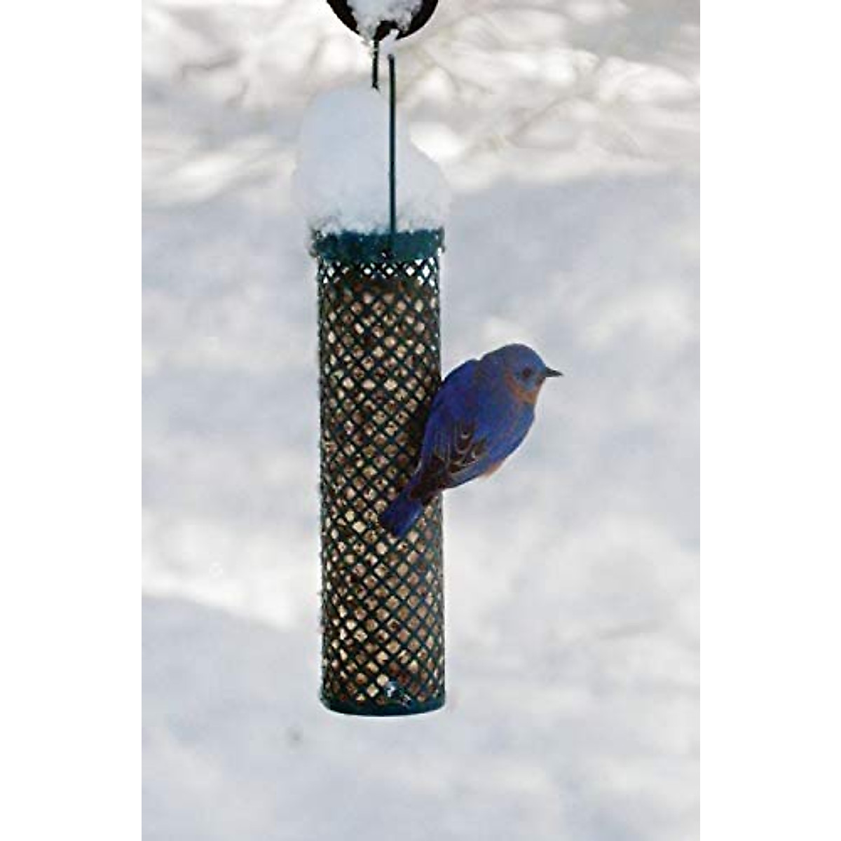 C&S Wild Bird Bluebird Suet Nuggets Mega Box, 8 Pounds