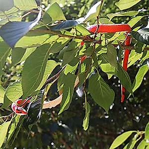 Rubber Snakes to Keep Birds Away - Realistic Fake Rubber Snakes for Garden Props to Scare Birds, Squirrels, Mice and Pranks (4 Pieces)
