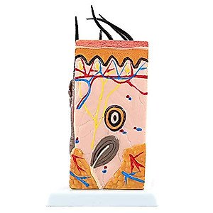 70X Enlarged Human Big Anatomical Skin Magnified Tissue Structure Model for Biology Minimally Invasive Cosmetic Surgery Teaching Model