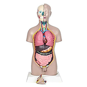 KINOFU Teaching Model, Assembly Human Torso Anatomy Model Human Internal Organs Anatomical Decoration Teaching Aids,42Cm Educational Materials for School,Education Anatomy Biology Teaching Aids