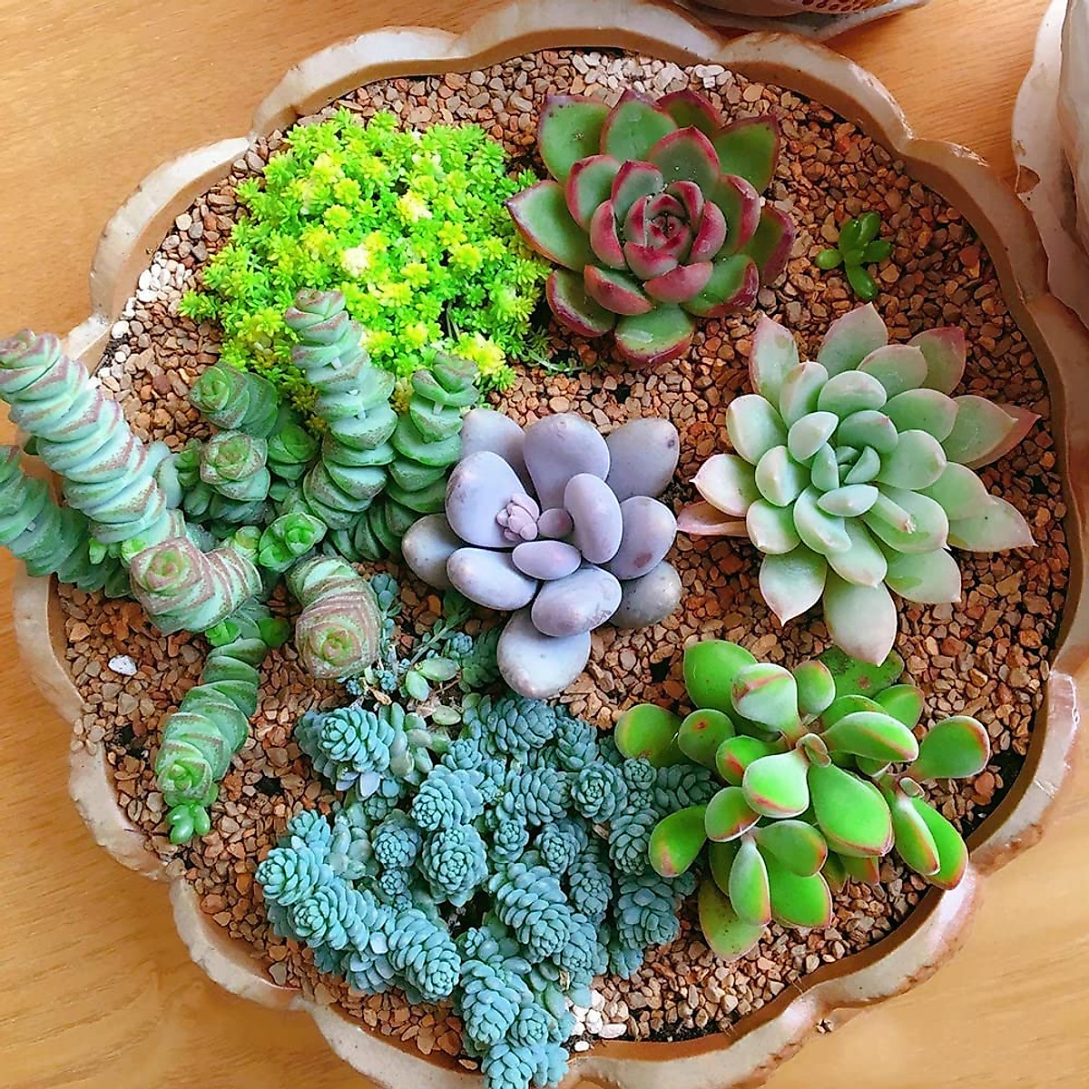 800+ Mix Succulent Seeds Rare Perennial DIY Bonsai Ornamental Plant Succulent Seeds for Planting Indoor and Outdoor