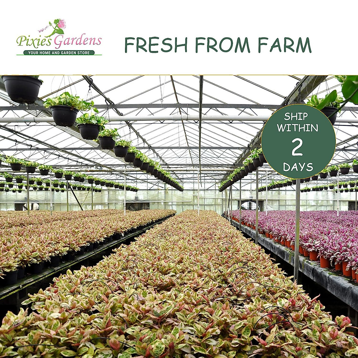 Pixies Gardens La Feliciana Peach Tree Plant Sweet and Tangy Yellow Flecked with Red Firm Flesh (3 Gallon Potted)