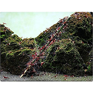 GlasGarten Shrimp Lollies - 4in1 Power Shrimp Food