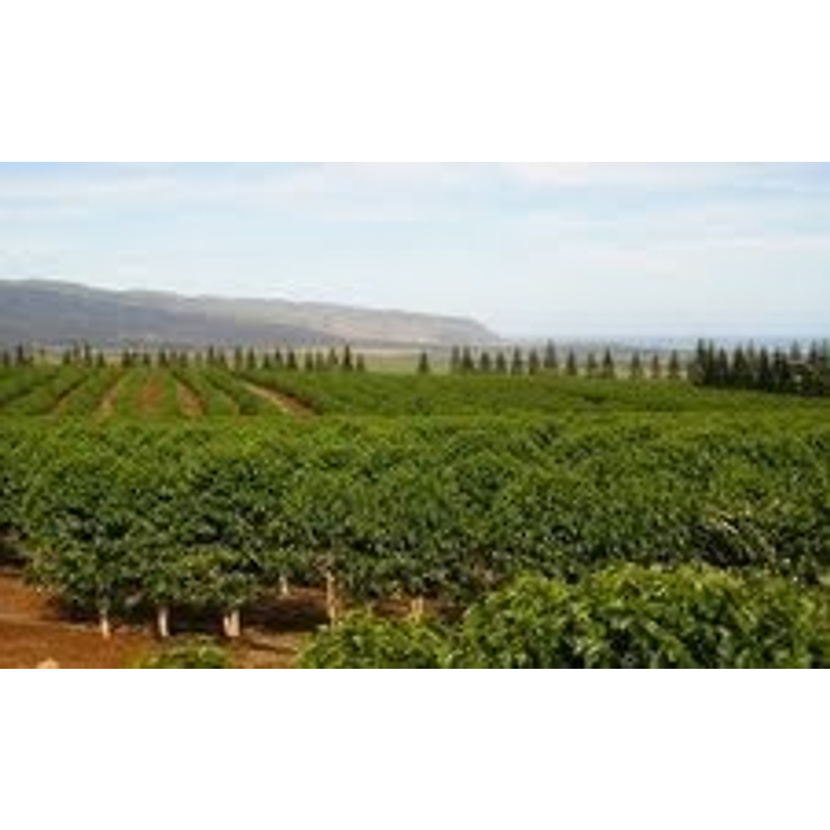 Hawaii's 1st Coffee Store - Kona Pure Ecstasy in Keurig Compatible Cups (12 ea. per pack)