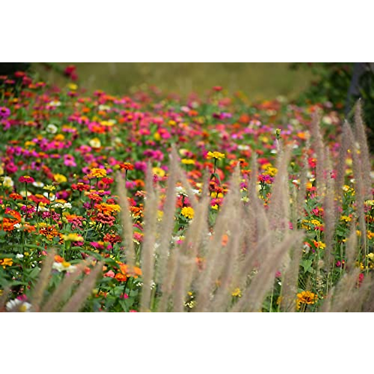 Dahlia Flowered Zinnia Mix Flower Seeds for Planting, 500+ Heirloom Flower Seeds Per Packet, (Isla's Garden Seeds), Non GMO Seeds, Scientific Name: Zinnia elegans, Great Home Garden Gift