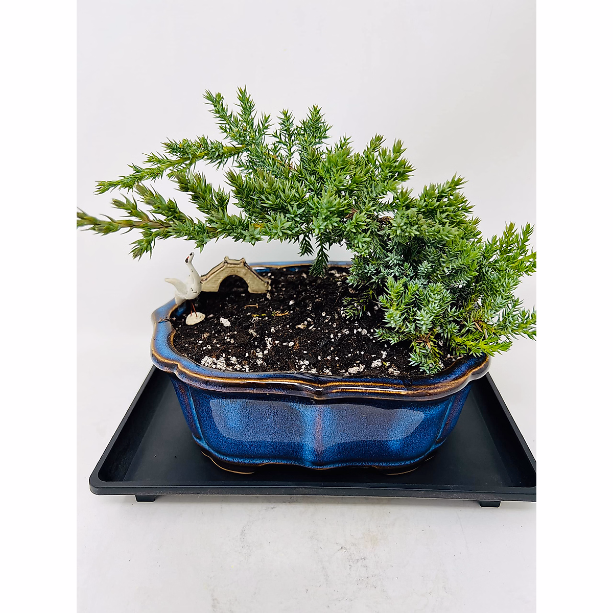 Juniper Bonsai Tree with Arrowhead Blue Glazed 7.5" Ceramic Pot/Live Plant
