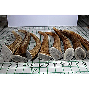 Big Dog Antler Chews Elk Antler Dog Chew, Extra Large Tine, 8 inches to 12 inches, XL - Great for Your Large to Extra Large Dogs and Puppies Brand