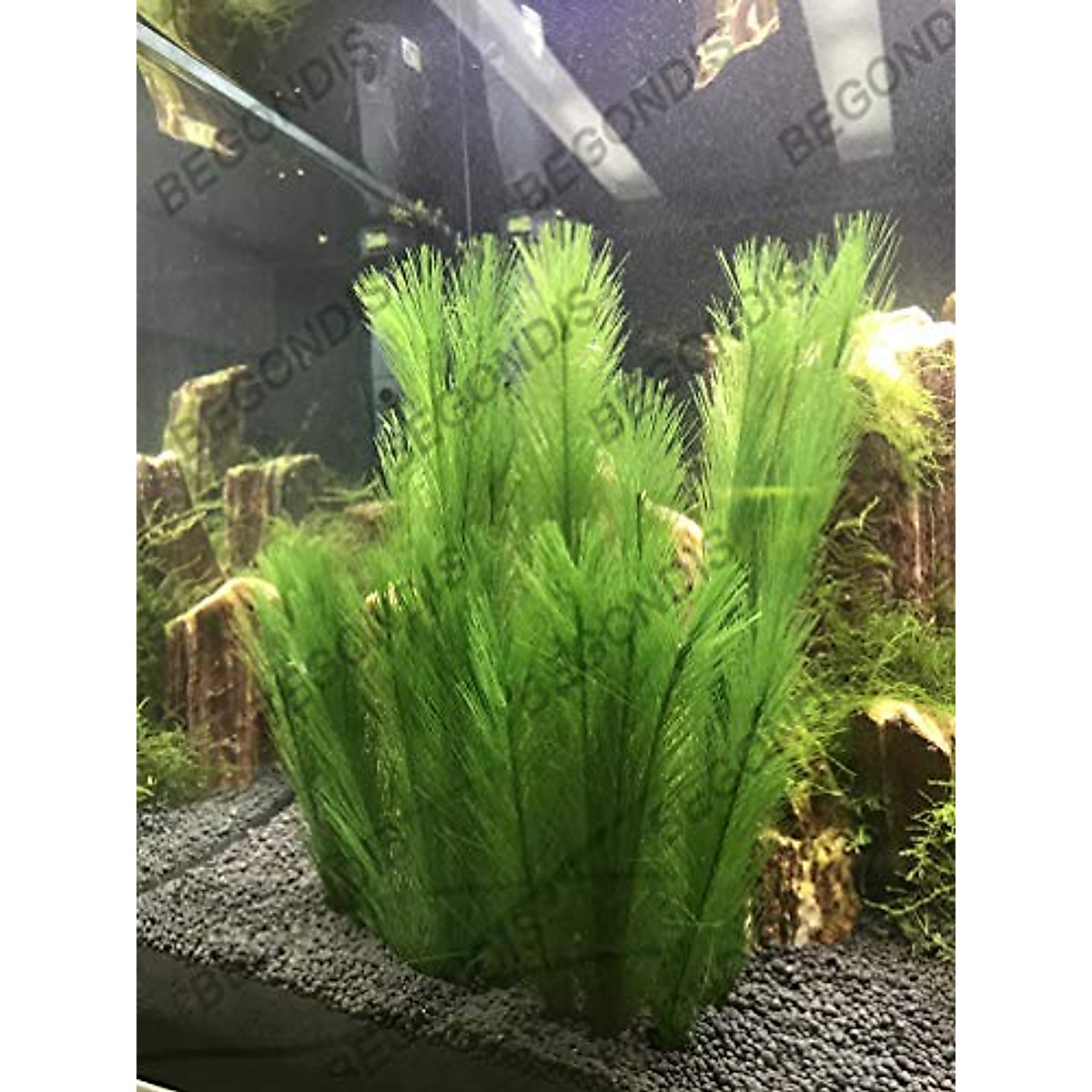 BEGONDIS Aquarium Decorations 3Pcs Fish Tank Artificial Green Water Plants Made of Silk Fabrics Plastic