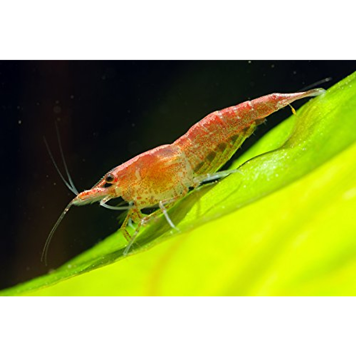 AQUATICBLENDEDFOODS Super Freshwater Shrimp,Snail & Crayfish Food Mix - ABF109 (Veggie & Krill, 4oz)