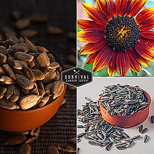 Survival Garden Seeds - Autumn Beauty Sunflower Seed for Planting - 3 Packs with Instructions to Plant and Grow Beautiful and Colorful Flowers in Your Home Vegetable Garden - Non-GMO Heirloom Variety