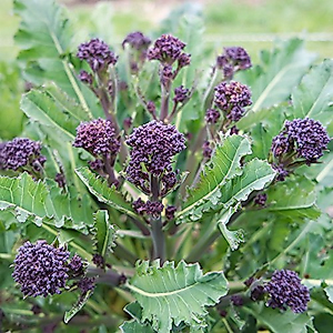 Purple Sprouting Broccoli Seeds, 500+ Heirloom Seeds Per Packet, (Isla's Garden Seeds), Non GMO Seeds, Botanical Name: Brassica oleracea, 85% Germination Rates