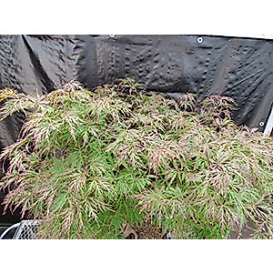 69 Year Old Red Dragon Japanese Maple Specimen Bonsai Tree