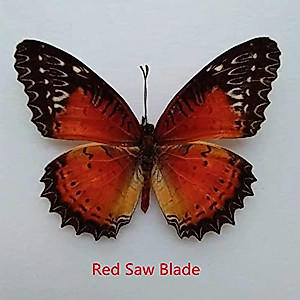 BigBigMe 10Pcs Natural Unmounted Rhopalocera/Le Papillon/Butterfly Specimen Artwork Material Decor, Taxidermy Animals Gifts for Kids Family
