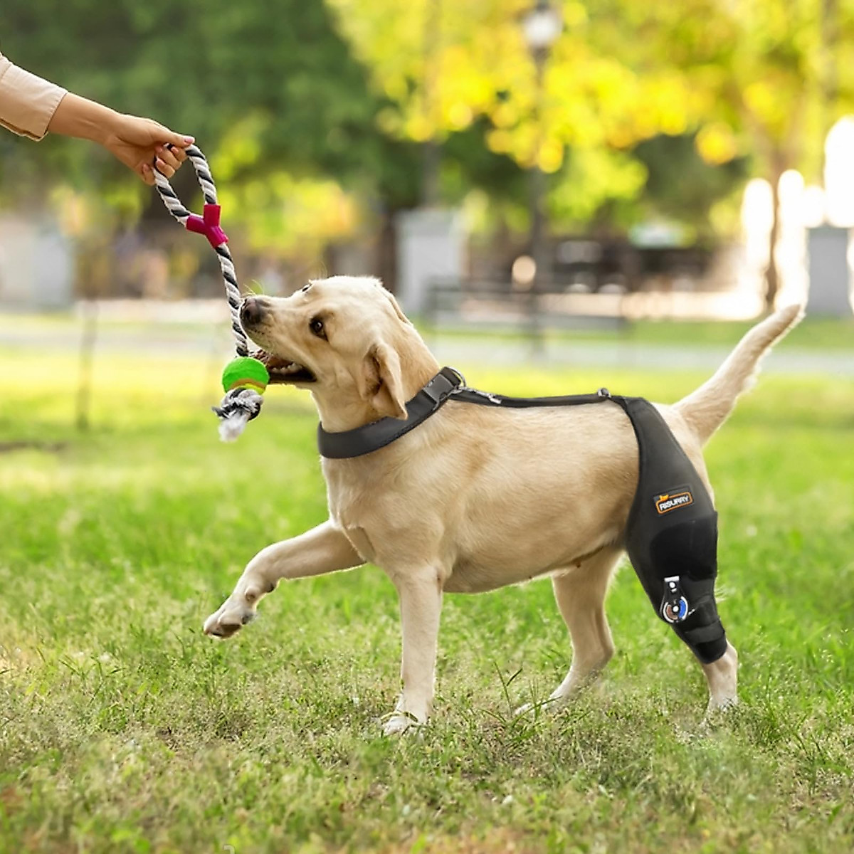 CHAMIN/RISURRY Adjustable Dog Knee Brace with Extra Collar, Support for Torn Acl Hind Leg, Tear Ligament, Osteoarthritis,Rear Leg Limp, Recovery After Surgery,et（Left Leg,L）