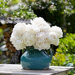 Peony Roots - Bowl of Cream - 10 Roots - White Flower Bulbs, Root Attracts Bees, Attracts Butterflies, Attracts Pollinators, Easy to Grow & Maintain, Fragrant, Container Garden