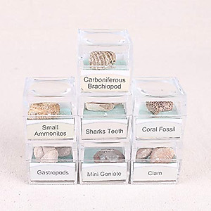 Transparent Specimen Box,Protolith Specimen Ammonite Shark Teeth Gastropod Coral Fossils Stone Collection - Random Style