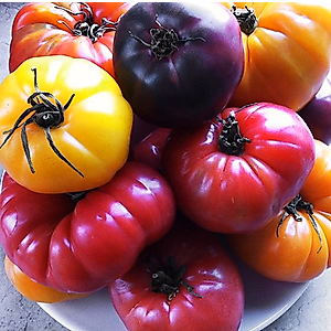 This is A Mix!!! 30+ Rainbow Deluxe Tomato Seeds Mix 16 Varieties, Heirloom Non-GMO, Indeterminate, Old German, Chocolate Stripes, Ukrainian Purple, Amish Paste USA