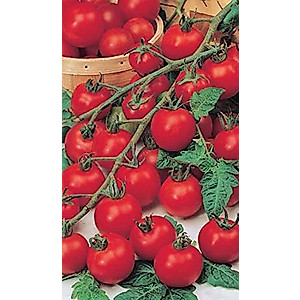Super Sweet 100 Hybrid Tomato - Amazingly Sweet Long pendulous Clusters(25 - Seeds)
