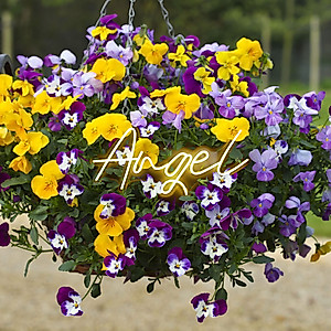 Angel Neon Sign Warm White, Large 23.6x10.6 inches Letter Angel Neon Light USB Powered Light Up Sign for Home, Bedroom Wall Deco, Birthday Wedding Engagement Party Decor, Graduation, Baby Shower Gifts