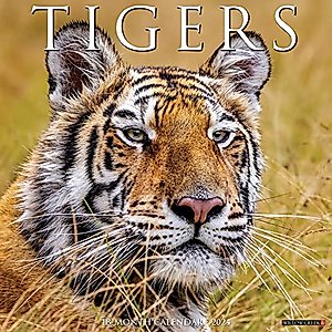 Willow Creek Press Tigers Monthly 2024 Wall Calendar (12" x 12")