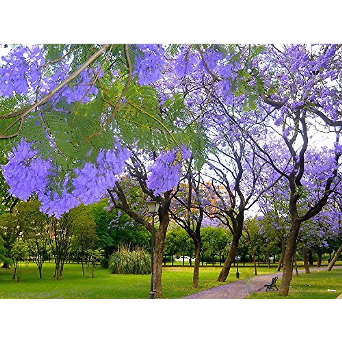 JACARANDA MIMOSIFOLIA, BLUE rare flowering tree flamboyan delonix seed 10 seeds