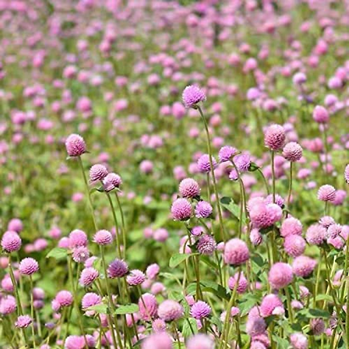 MOKALALA 20 Pcs Mixing Gomphrena Seeds | Non-GMO | Gomphrena globosa Seeds for Planting Home Garden