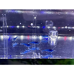 Blue Dream Shrimps Live Freshwater Shrimp Aquarium Neocaridina Inverts RCS (10 Shrimps (+2))