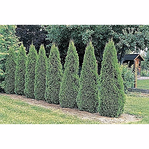 Arborvitae Emerald Green | 3 Live Gallon Size Trees | Thuja Occidentalis Smaragd | Evergreen Privacy Screening Hedge Plants