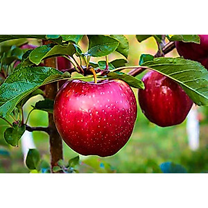 Fuji Apple Tree Live Plant Apple Fruit Tree 4 to 5 Feet Tall Planting Outdoors Apple Plant