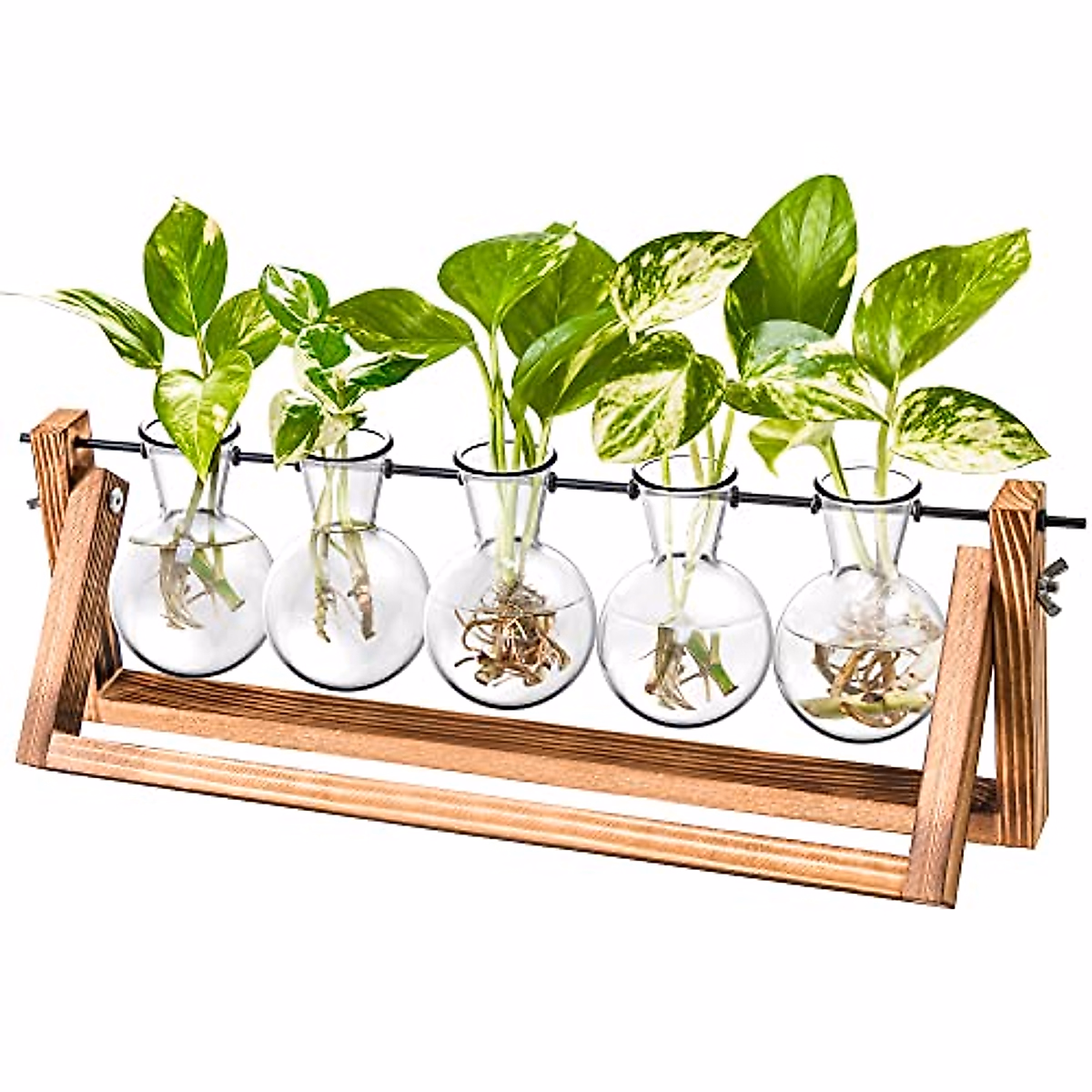 Ivolador Desktop Glass Bulb Plant Terrarium with Retro Solid Wooden Stand and Metal Swivel Holder for Hydroponics Plants Home Garden Wedding Decor (5 Bulbs)