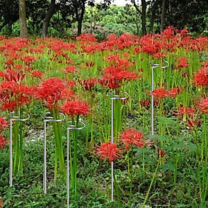 30 Inch Plant Stakes for Flowers - 5 Pack (DIY), Stainless Steel Garden Tall Single Stem Support Stake Plant Cage Support Rings for Flowers Amaryllis Tomatoes Peony Lily Rose Narcissus