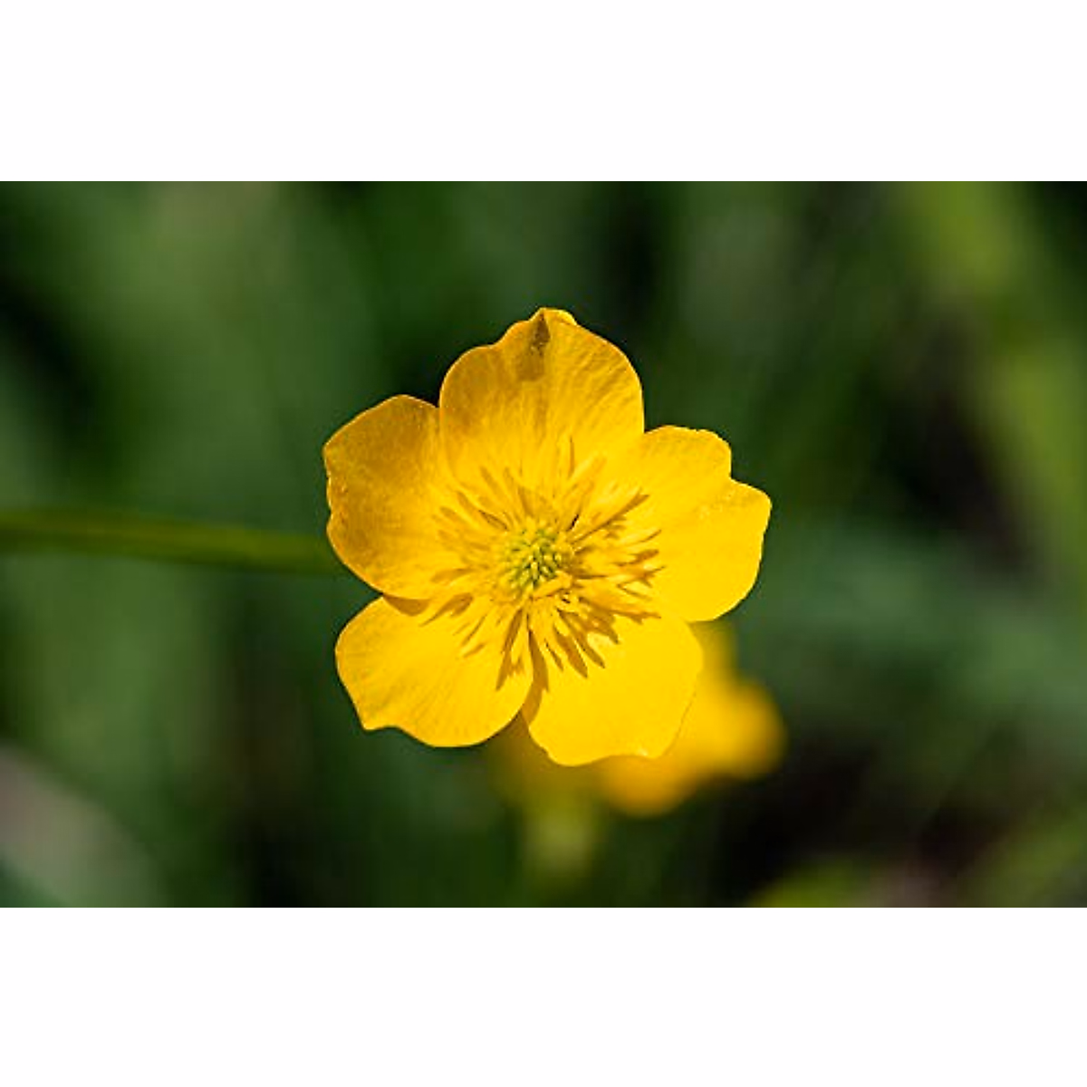 Western Buttercup Long Blooming Field Flower Seeds, 1000+ Seeds Per Packet, (Isla's Garden Seeds), Non GMO & Heirloom, Scientific Name: Ranunculus occidentalis, Great Home Garden Gift